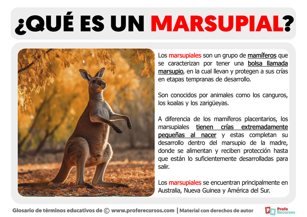 Qué es un Marsupial | Definición de Marsupial
