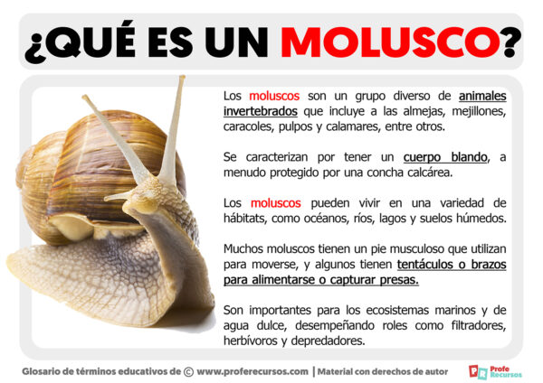 Qué es un Molusco | Definición de Molusco