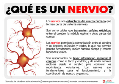 Qué es un Nervio | Definición de Nervio