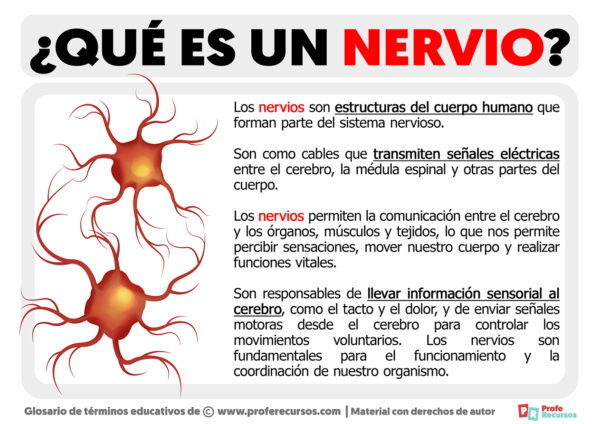 Qué es un Nervio | Definición de Nervio