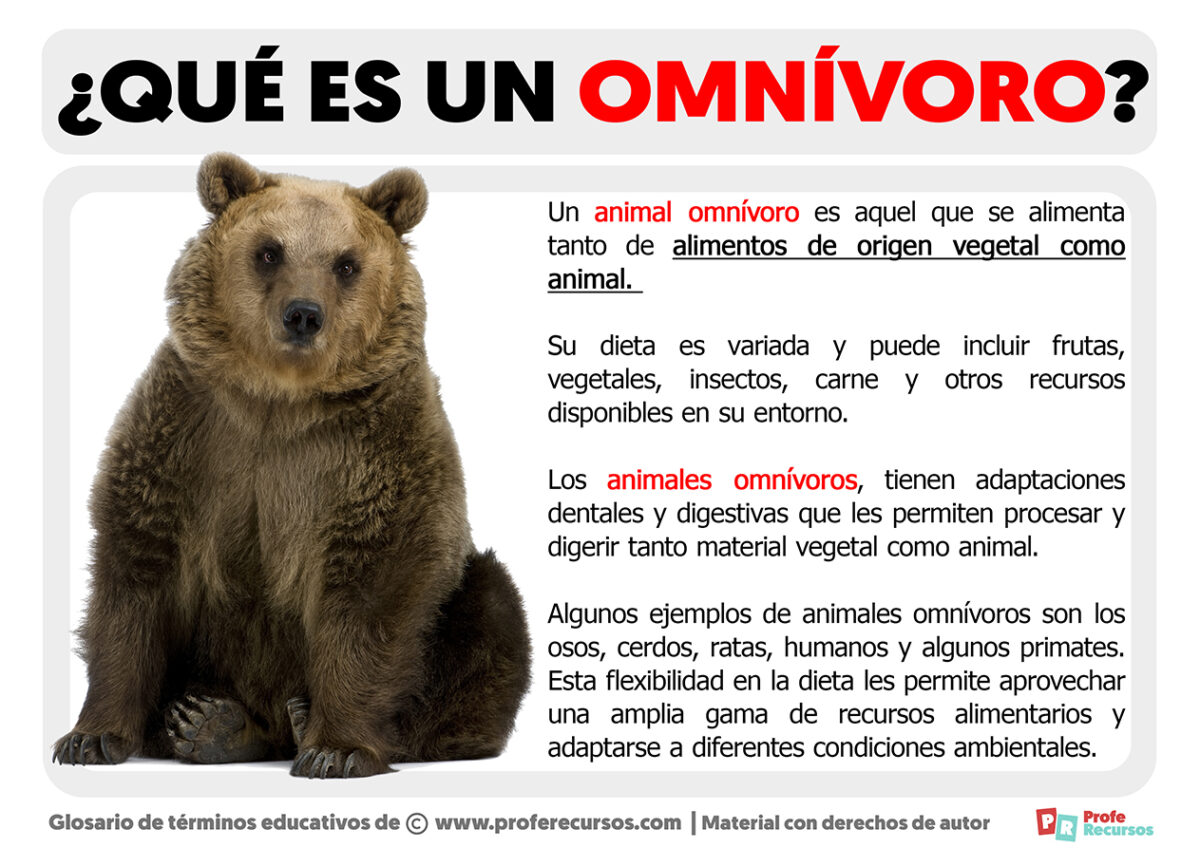 Qué es un Animal Omnívoro