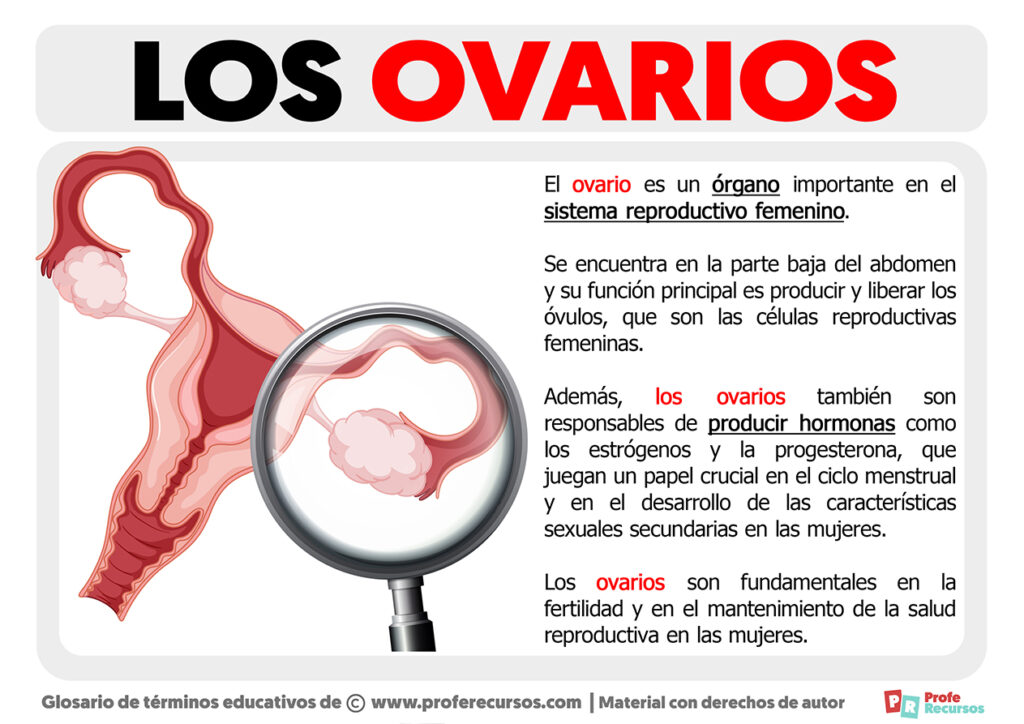 Qué son los Ovarios