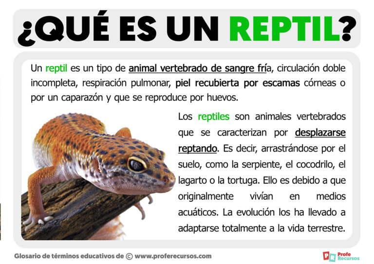 Que es un Reptil | Definición de Reptil