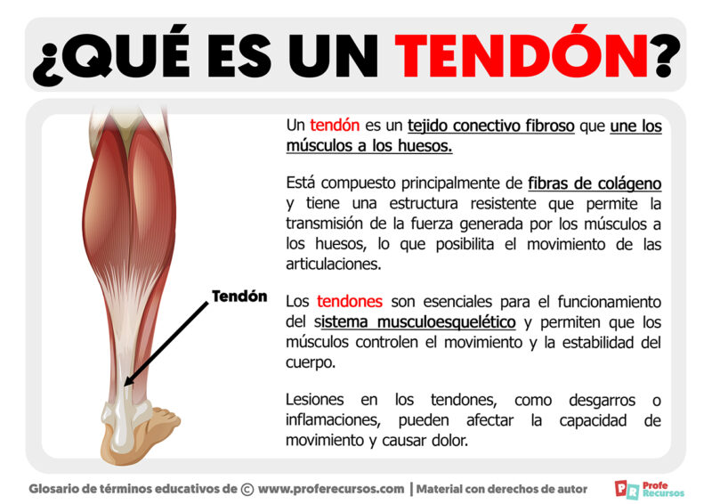 Qué es un Tendón | Definición de Tendón