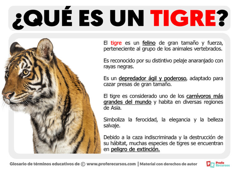 Qué es un Tigre | Definición de Tigre
