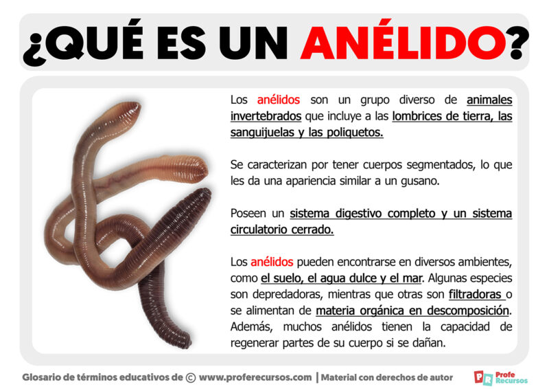 Qué es un Anélido | Definición de Anélido