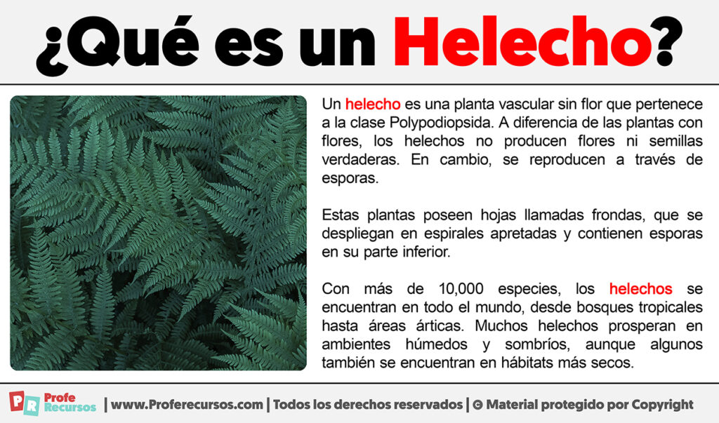 Qué es un Helecho | Definición de Helecho