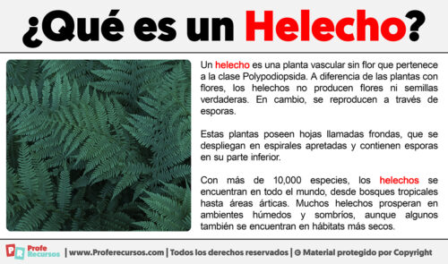 Qué es un Helecho | Definición de Helecho
