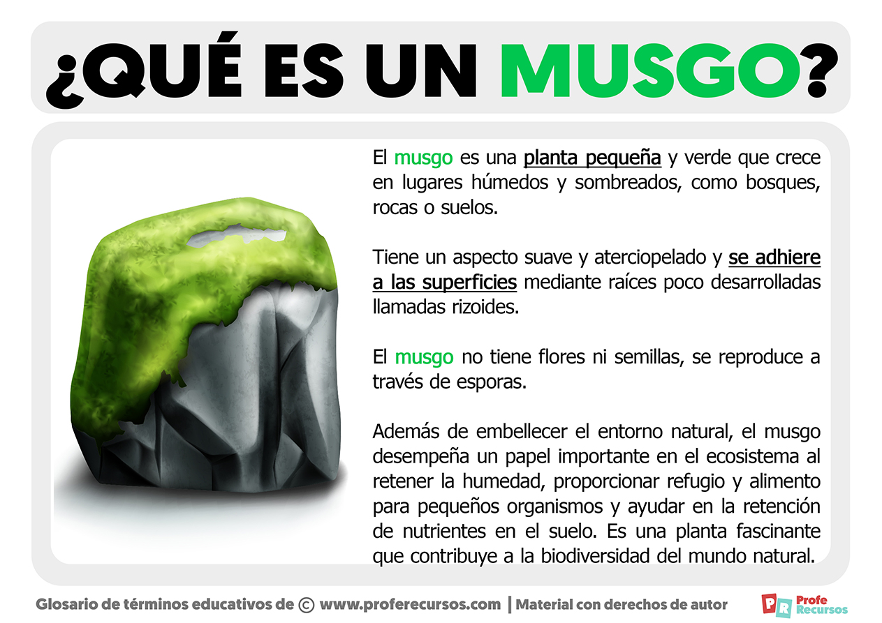 Qué es un Musgo | Definición de Musgo