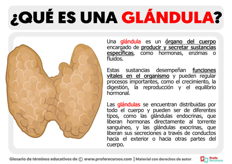 Qué es una Glándula | Definición de Glándula