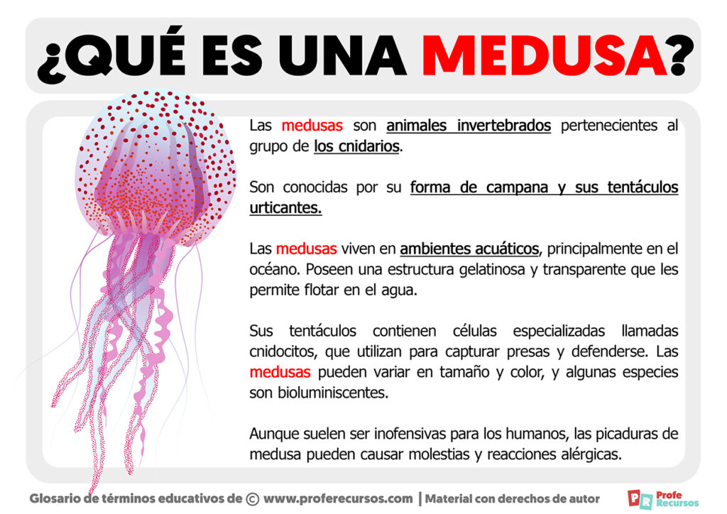 Qué es una Medusa | Definición de Medusa
