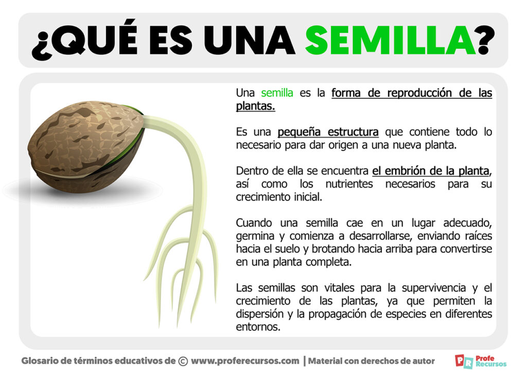 Qué es una Semilla | Definición de Semilla