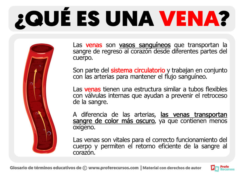 Qué es una Vena | Definición de Venas