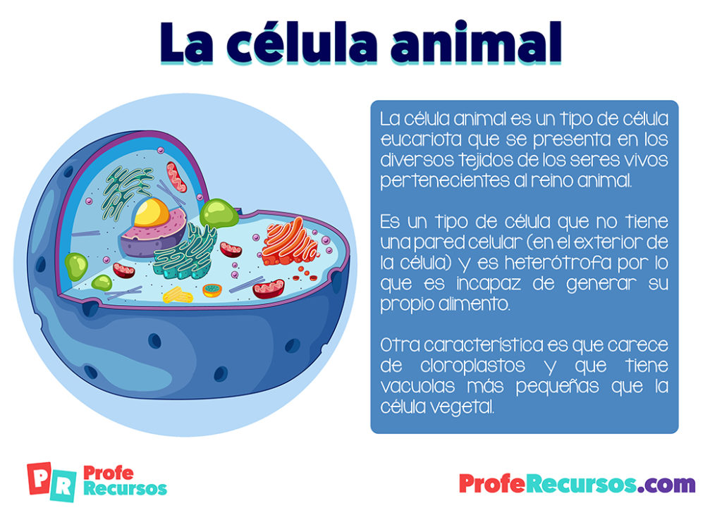 Célula animal y célula vegetal | Anatomía, estructura y partes