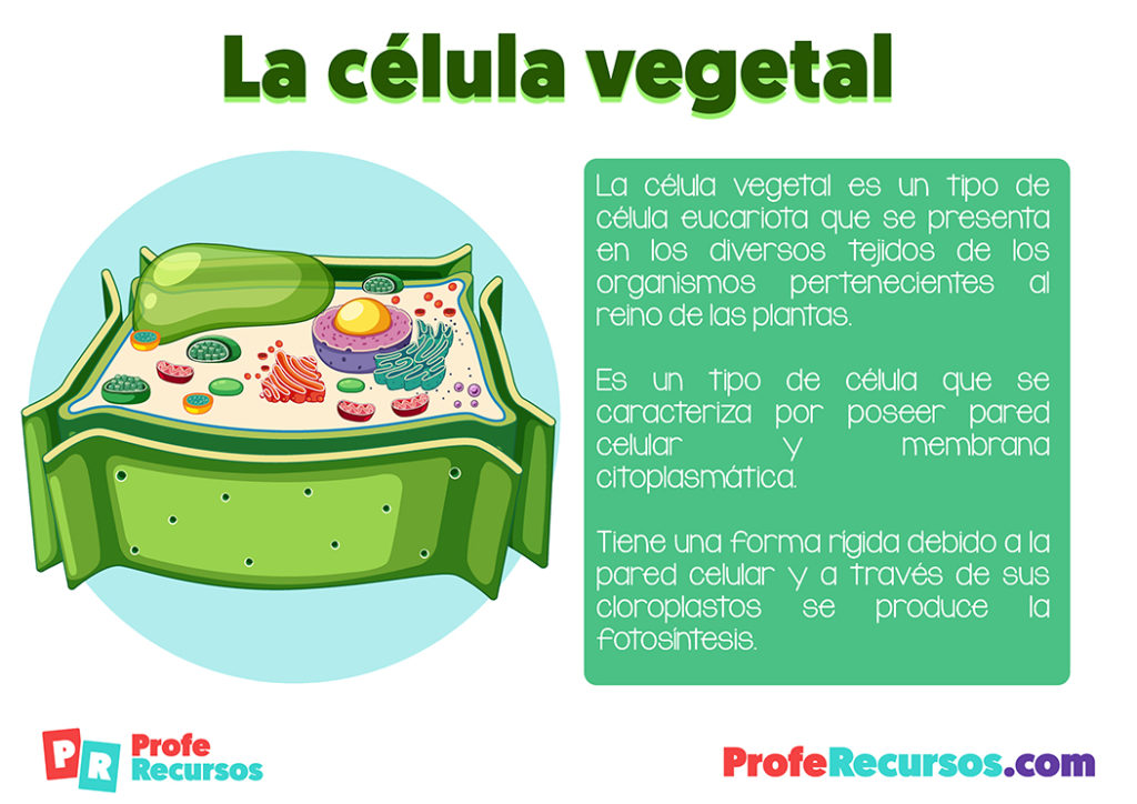 Célula animal y célula vegetal | Anatomía, estructura y partes