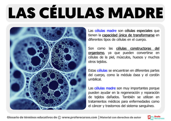 Qué son las Células Madre