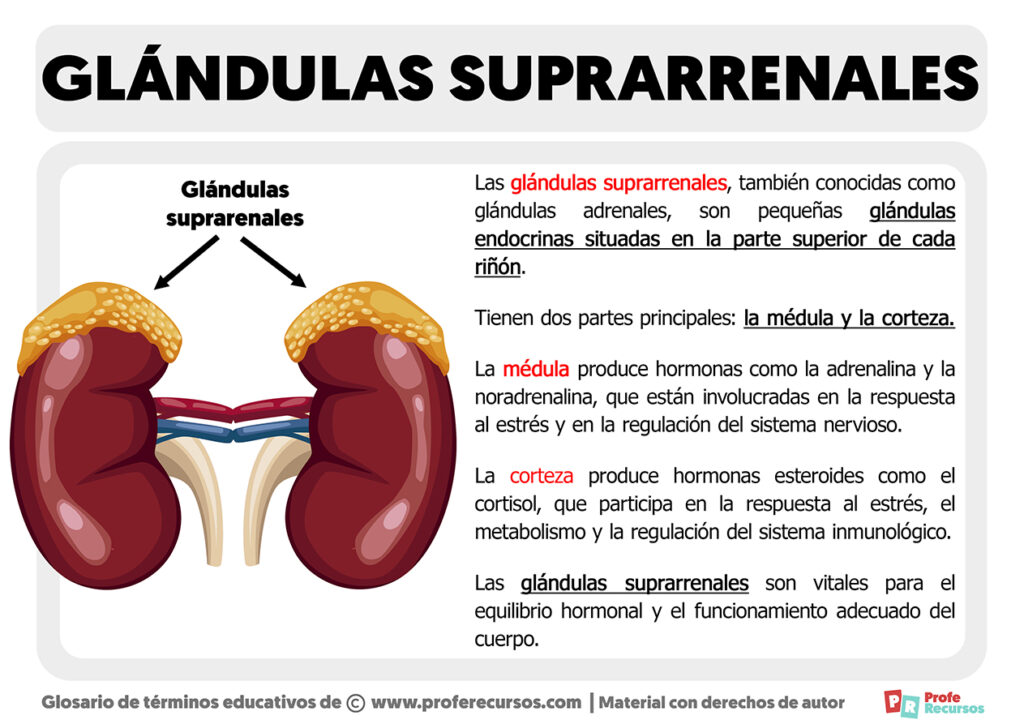 Qué Son Las Glándulas Suprarrenales