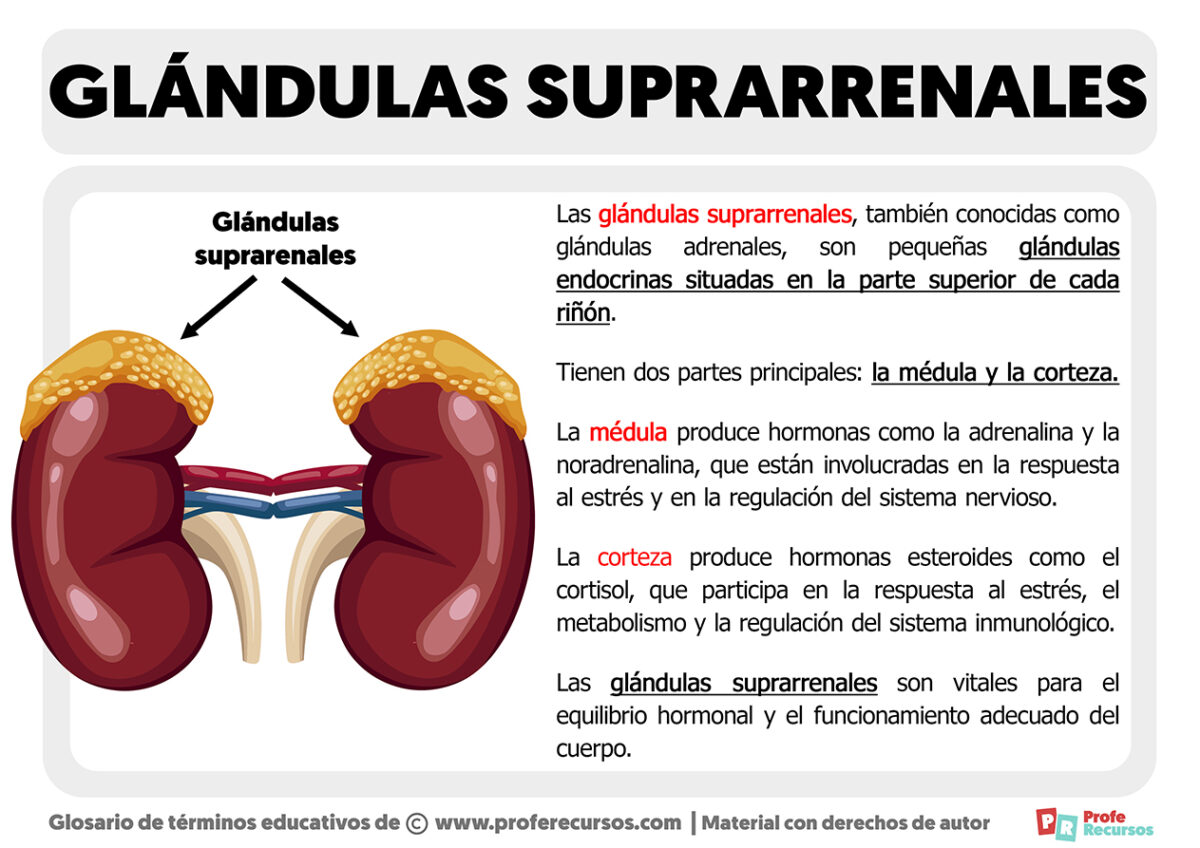Qué son las Glándulas Suprarrenales