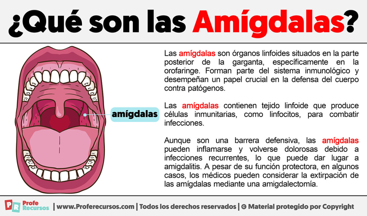 Qué son las Amígdalas