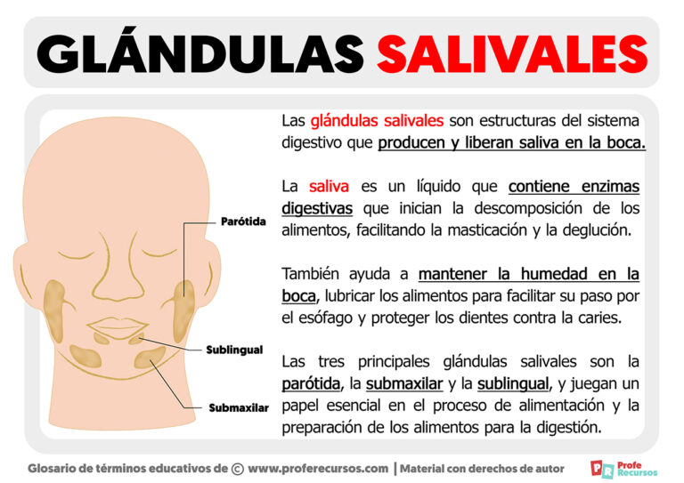 Qué son las Glándulas Salivales