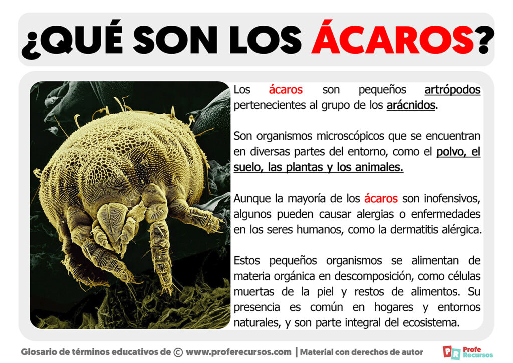 Qué son los Ácaros