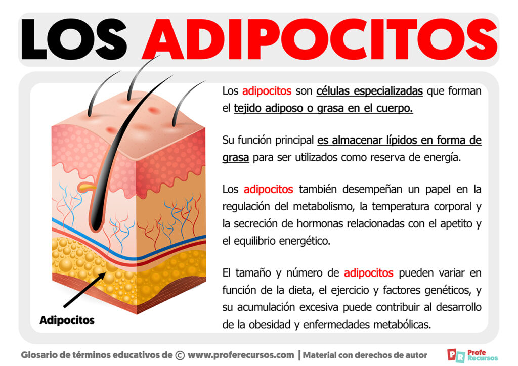 Qué son los Adipocitos