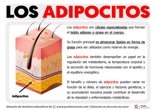 Qué son los Adipocitos