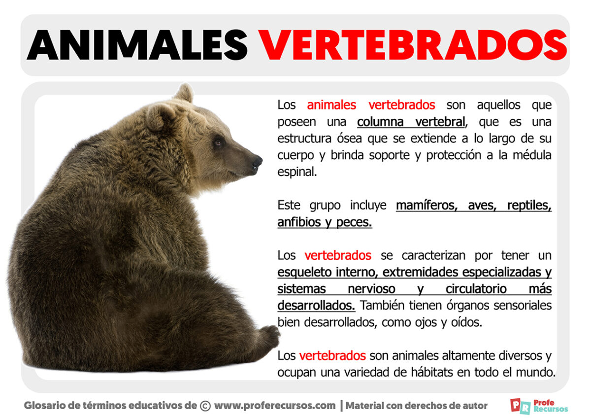 Qué son los Animales Vertebrados