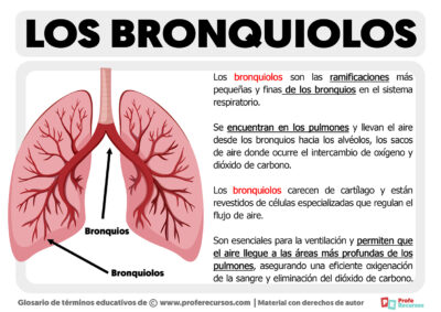 Qué son los Bronquiolos | Definición de Bronquiolo