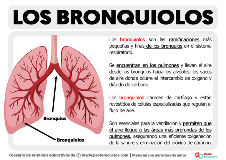 Qué Son Los Bronquiolos Definición De Bronquiolo