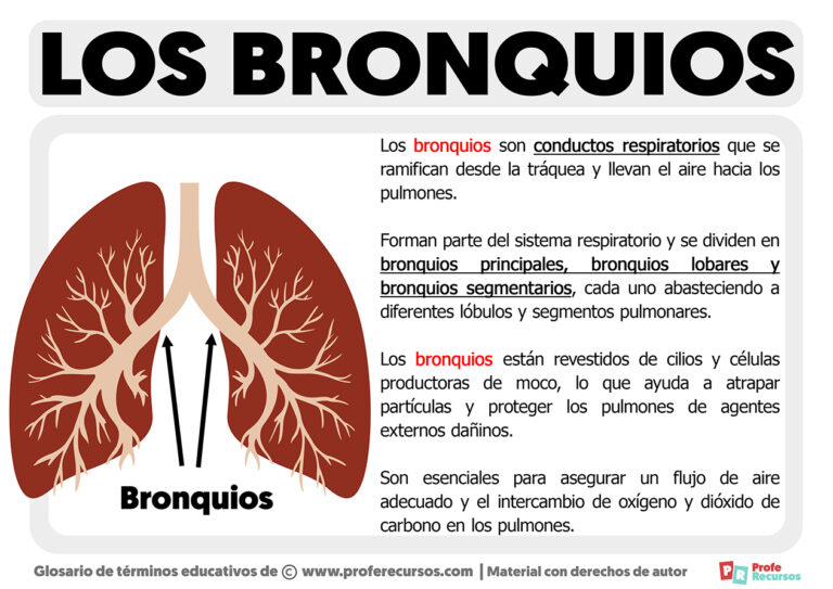 Qué son los Bronquios | Definición de Bronquio