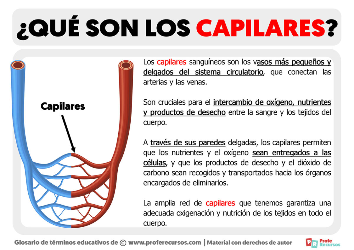 Qué son los Capilares | Definición Capilar Sanguíneo