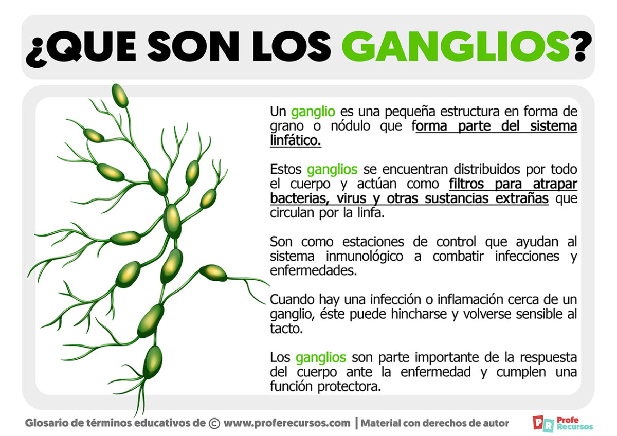 Que son los Ganglios | Definición de Ganglio
