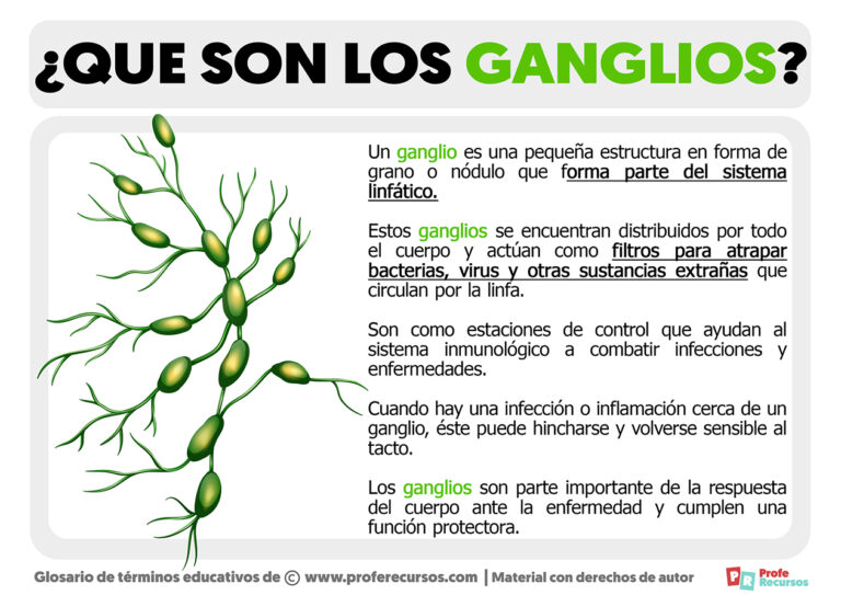 Que son los Ganglios | Definición de Ganglio