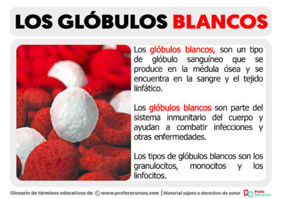 Qué son los Glóbulos Blancos