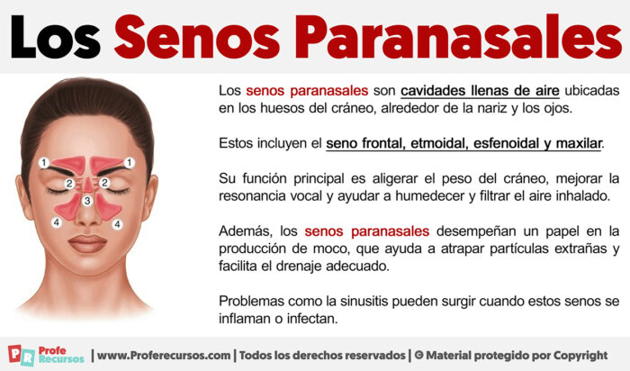 Qué son los Senos Paranasales