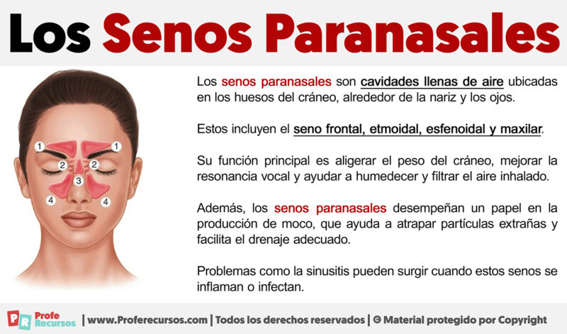 Qué son los Senos Paranasales