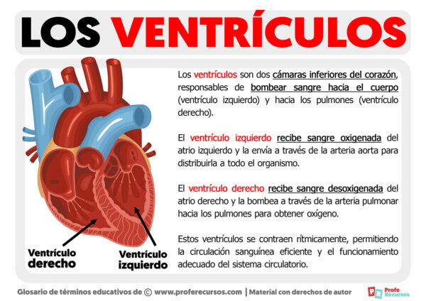 Qué son los Ventrículos | Definición de Ventrículo
