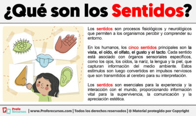 Qué son los Sentidos
