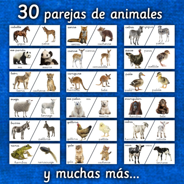 Animales y sus Pieles | Tarjetas Montessori