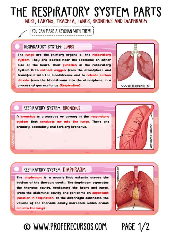 Respiratory Sistem en Inglés | Recurso Educativo Sistema Respiratorio