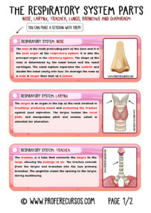 Respiratory Sistem en Inglés | Recurso Educativo Sistema Respiratorio