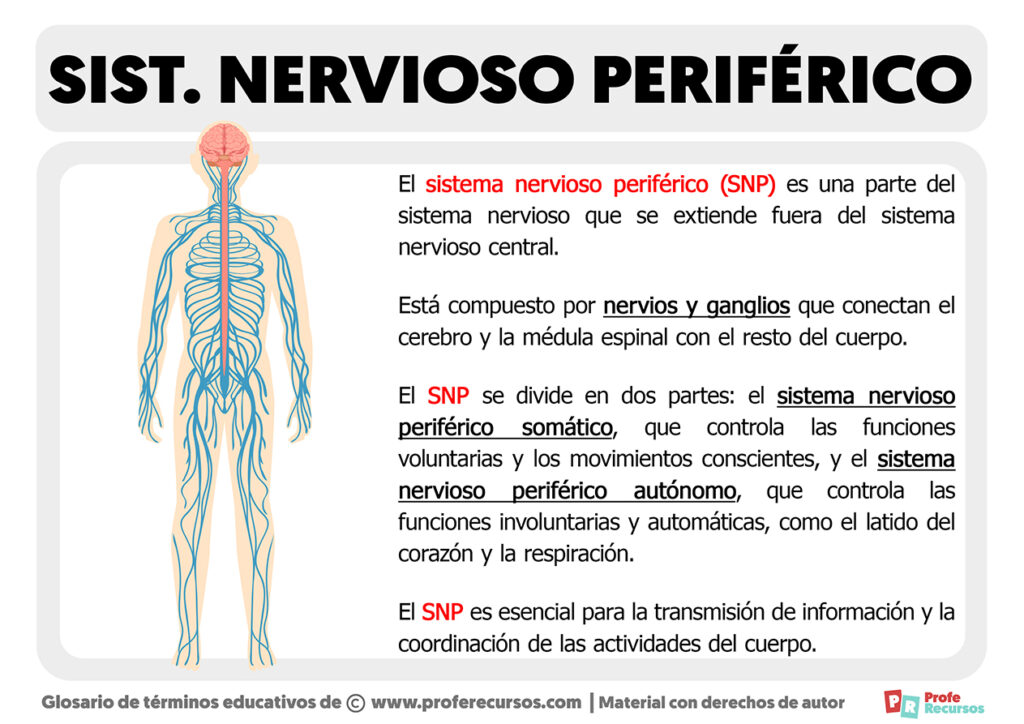 Qué es el Sistema Nervioso Periférico
