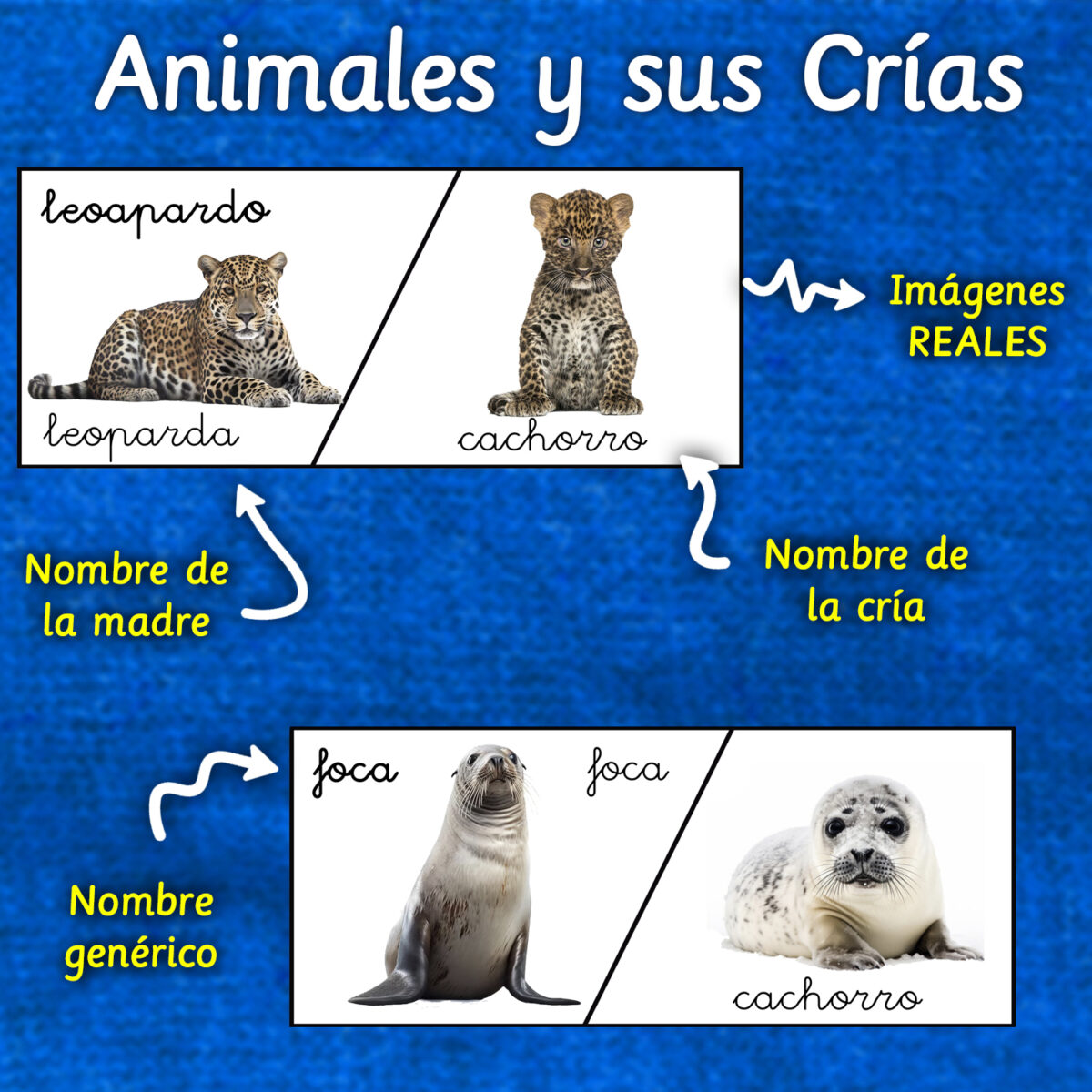 Animales y sus Pieles | Tarjetas Montessori