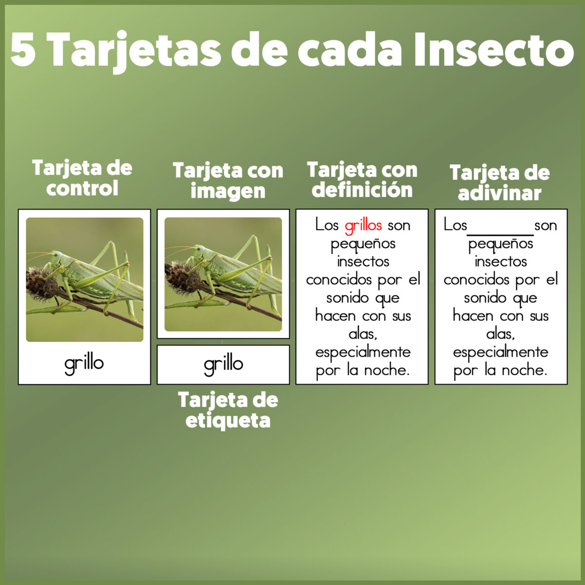 Vocabulario de Insectos para Niños | Tarjetas Montessori