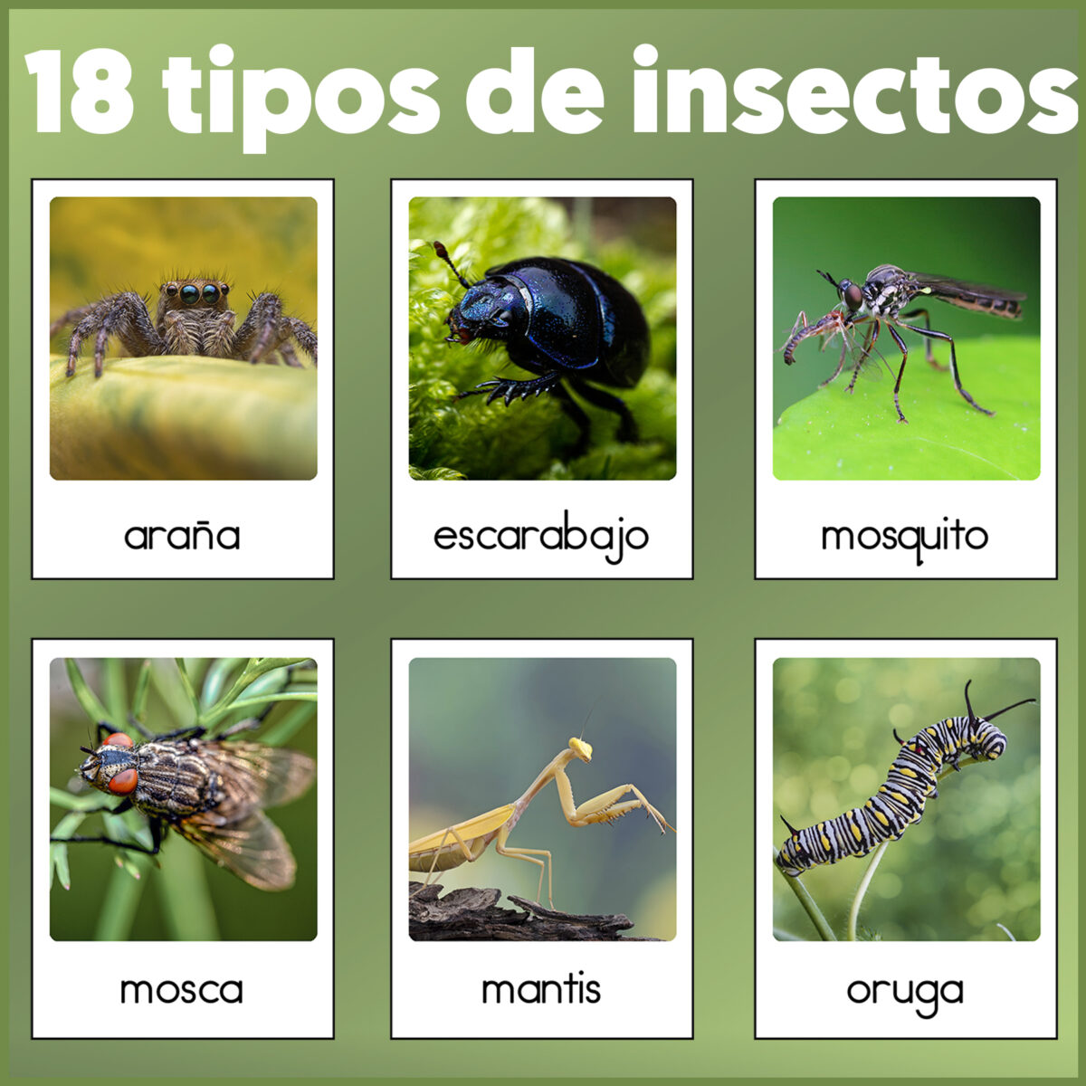 Vocabulario de Insectos para Niños | Tarjetas Montessori