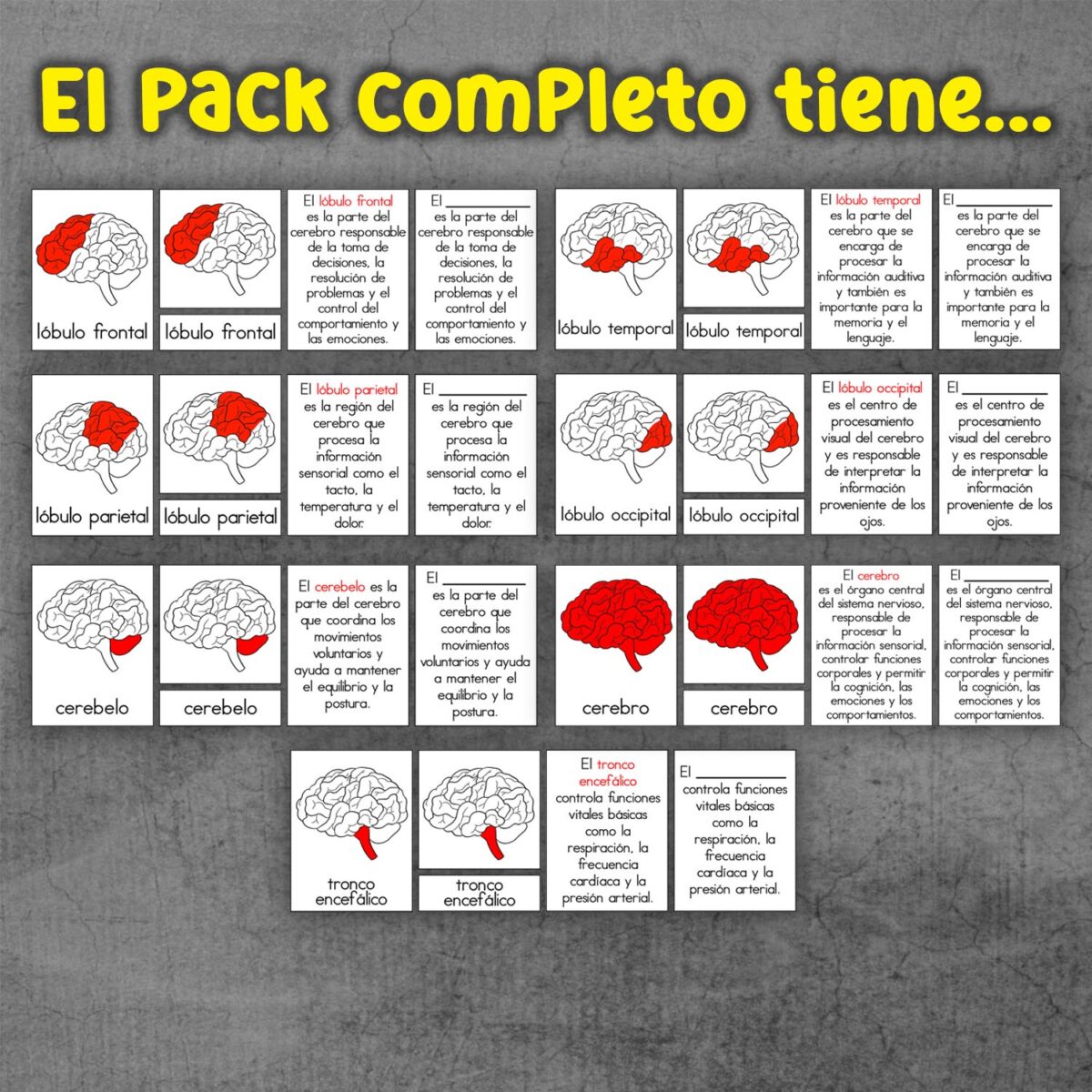 Tarjetas Partes del Cerebro | Tarjetas Montessori de Nomenclatura