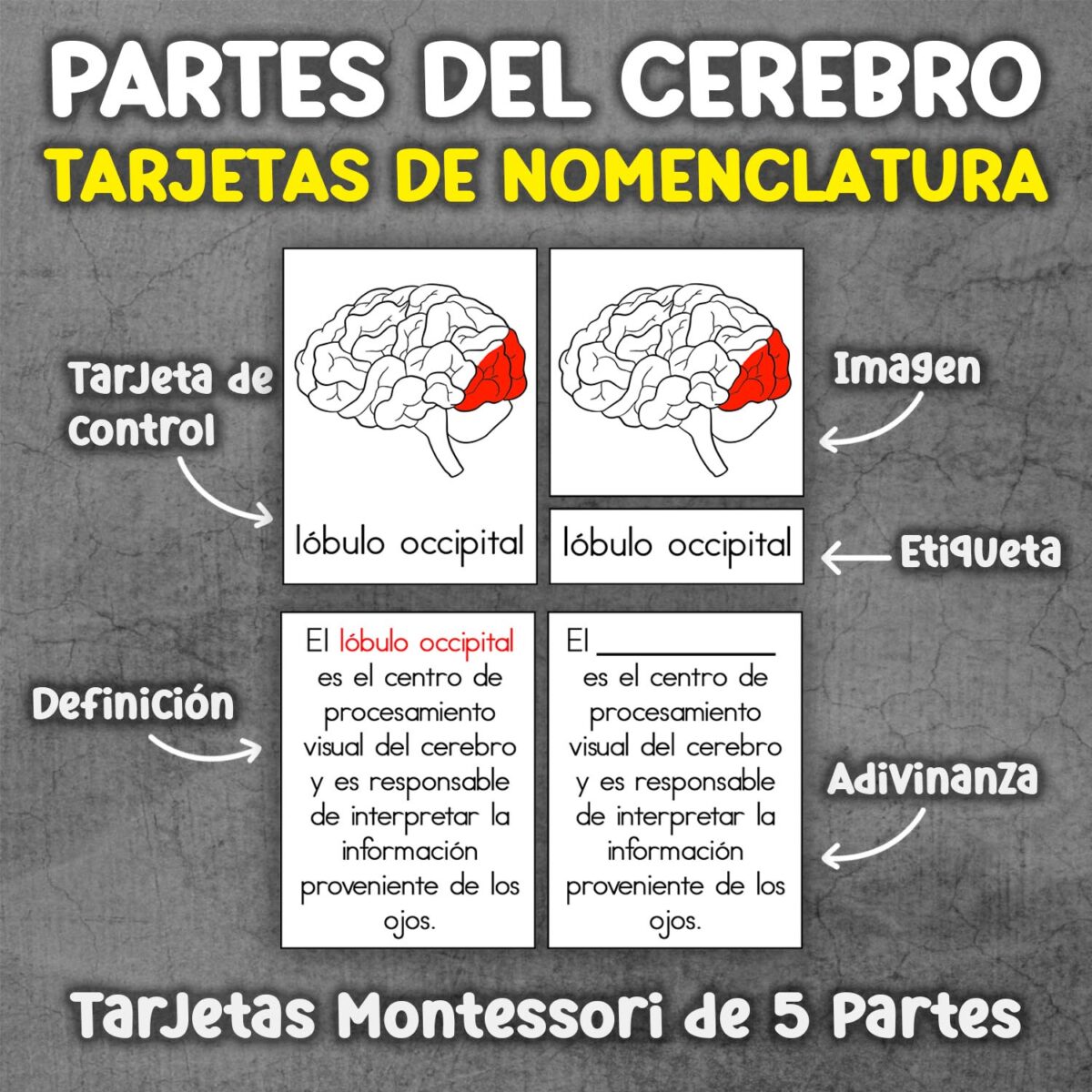 Tarjetas Partes del Cerebro | Tarjetas Montessori de Nomenclatura