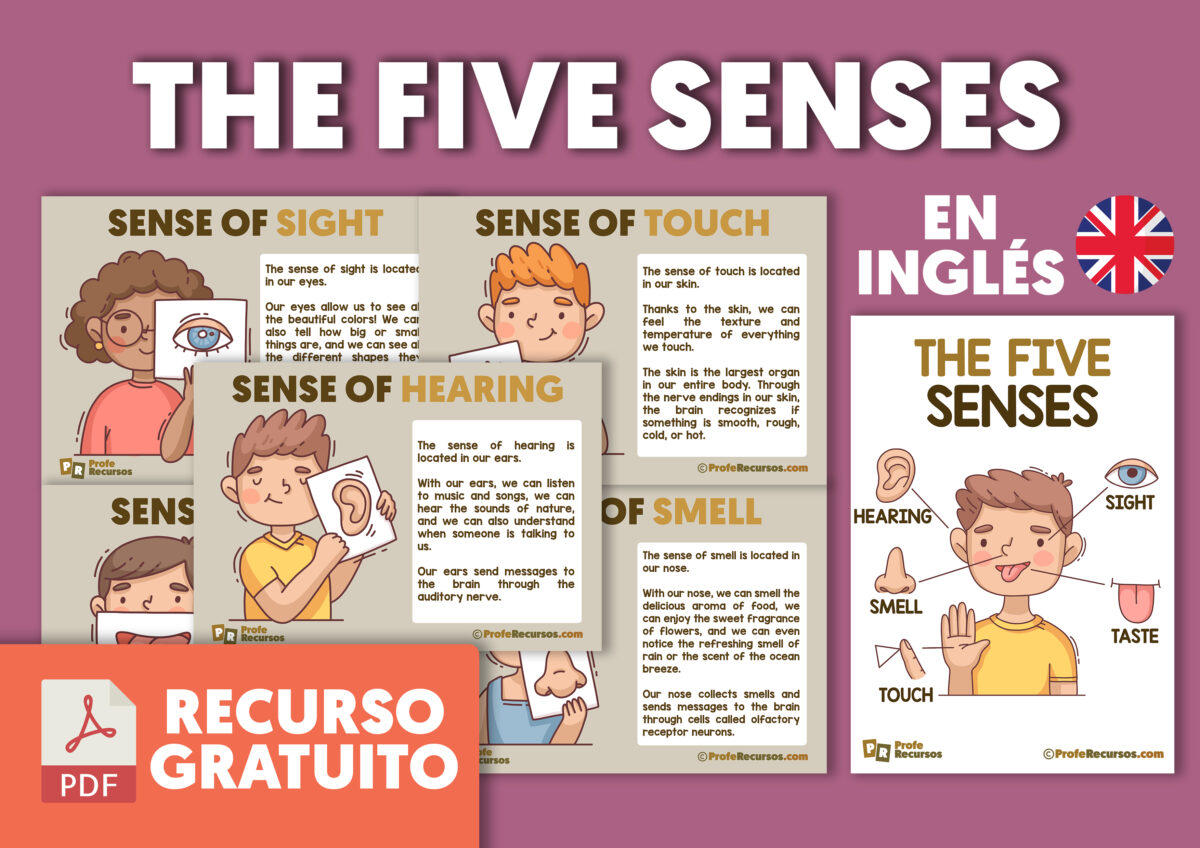 The Five Senses Activity Bundle