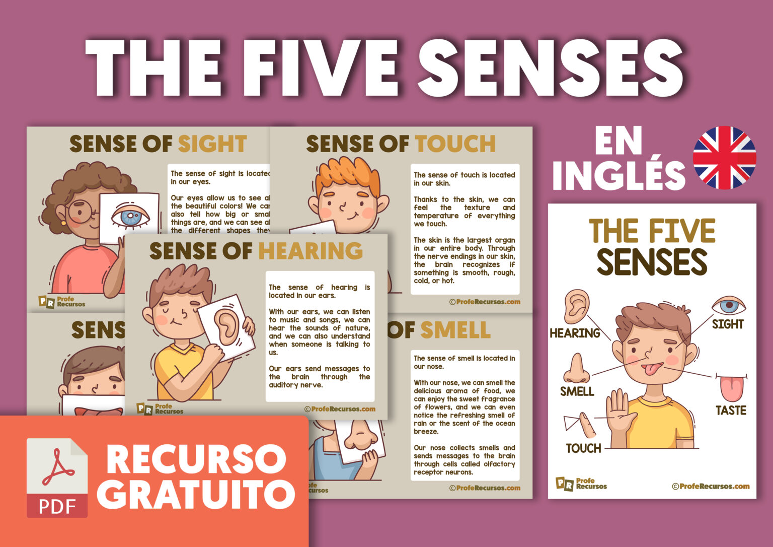 The Five Senses Activity Bundle
